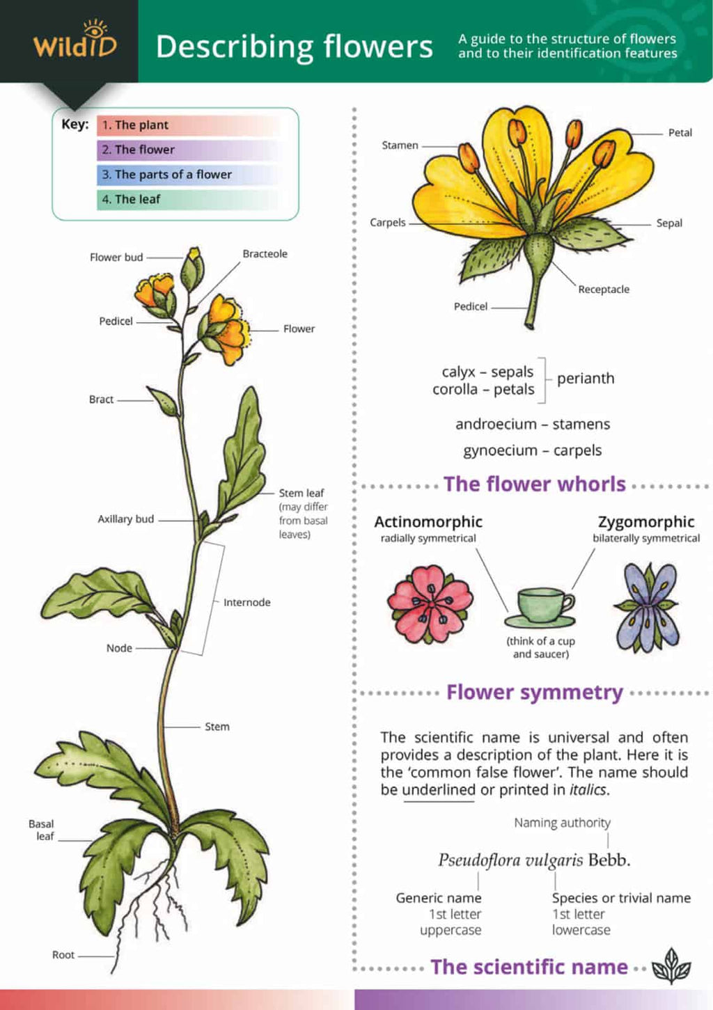 FSC Describing Flowers | Woodland Ways