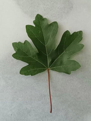 Field Maple Facts | Woodland Ways