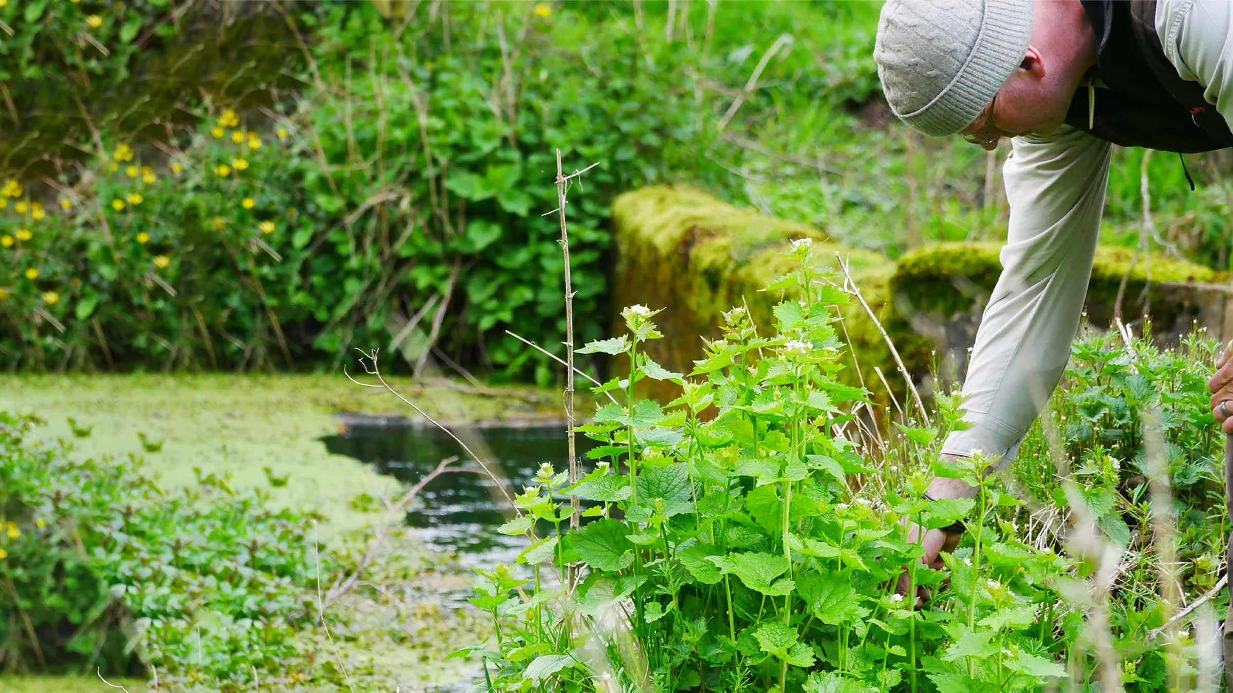 Foraging Courses | Woodland Ways