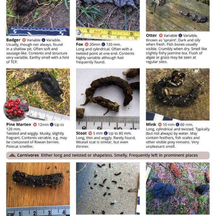 FSC - Mammals Tracks & Signs – Woodland Ways