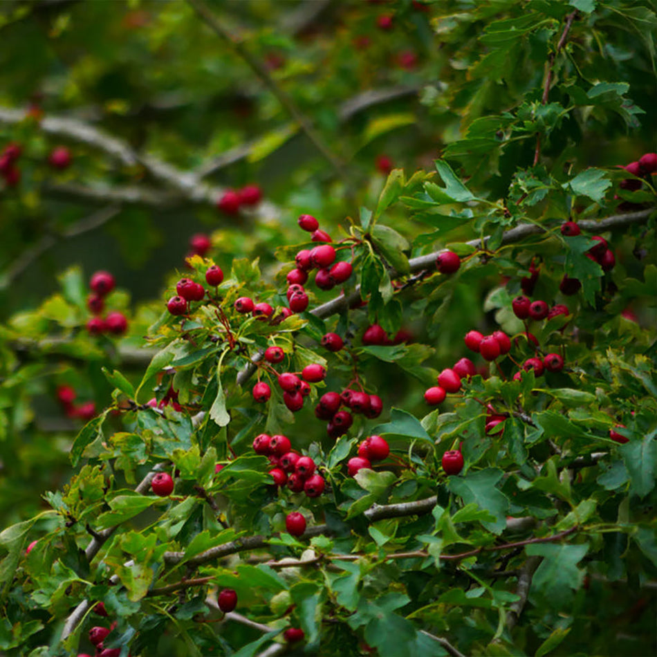 Plant and Tree Identification 6 Weekend Immersion Course | Woodland Ways