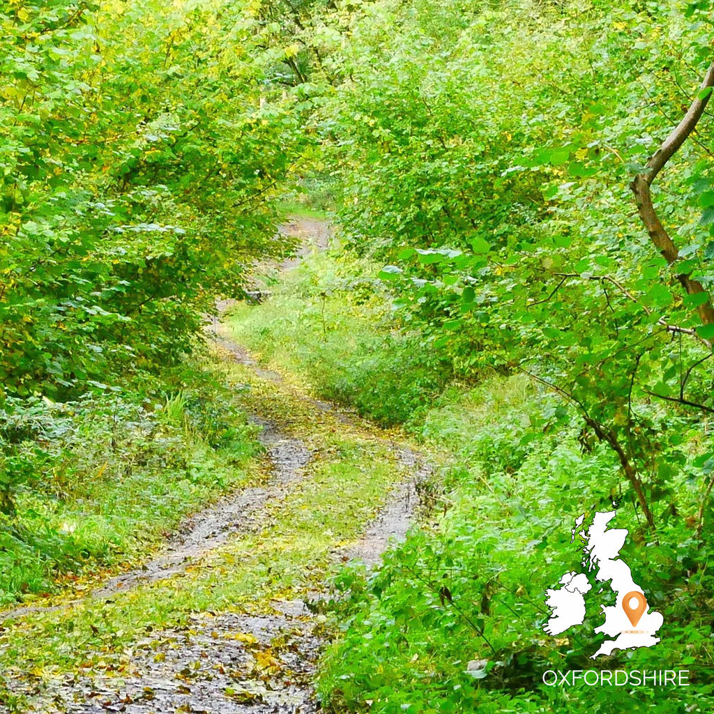 Plant and Tree Identification 6 Weekend Immersion Course | Woodland Ways