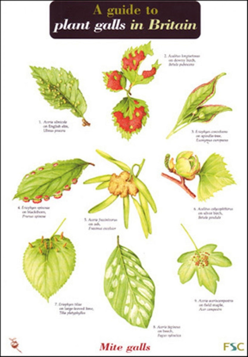FSC - Guide to Plant Galls of Britain | Woodland Ways